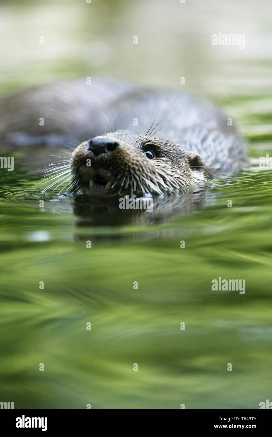 Eurasian otter, Lutra lutra Stock Photo - Alamy