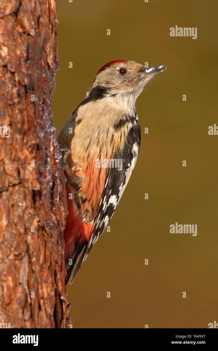 Picoides medius hi-res stock photography and images - Alamy