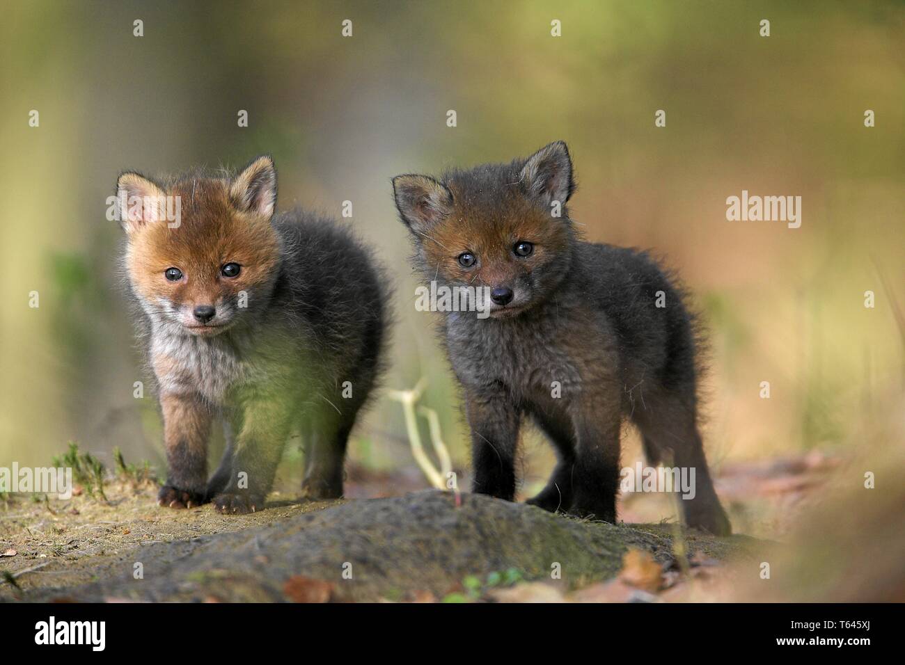 European Red Fox, Germany Stock Photo - Alamy