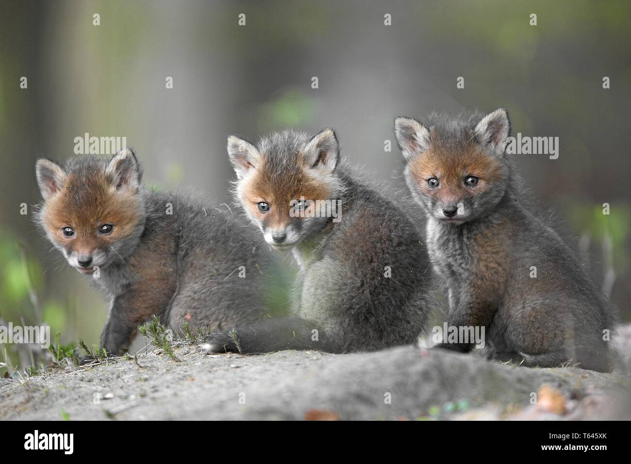European Red Fox, Germany Stock Photo - Alamy