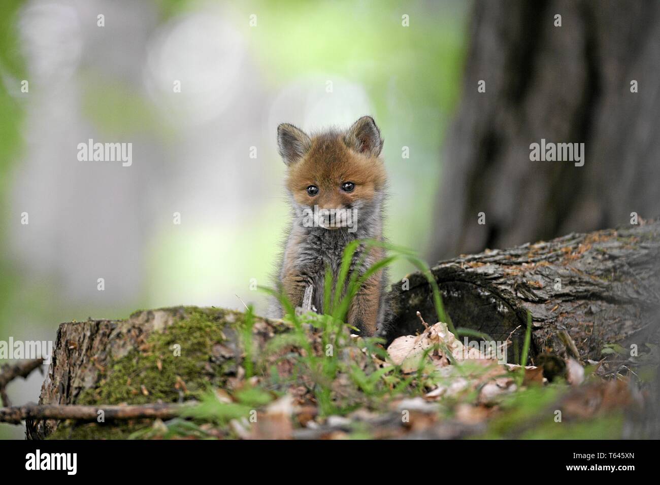 European Red Fox, Germany Stock Photo - Alamy