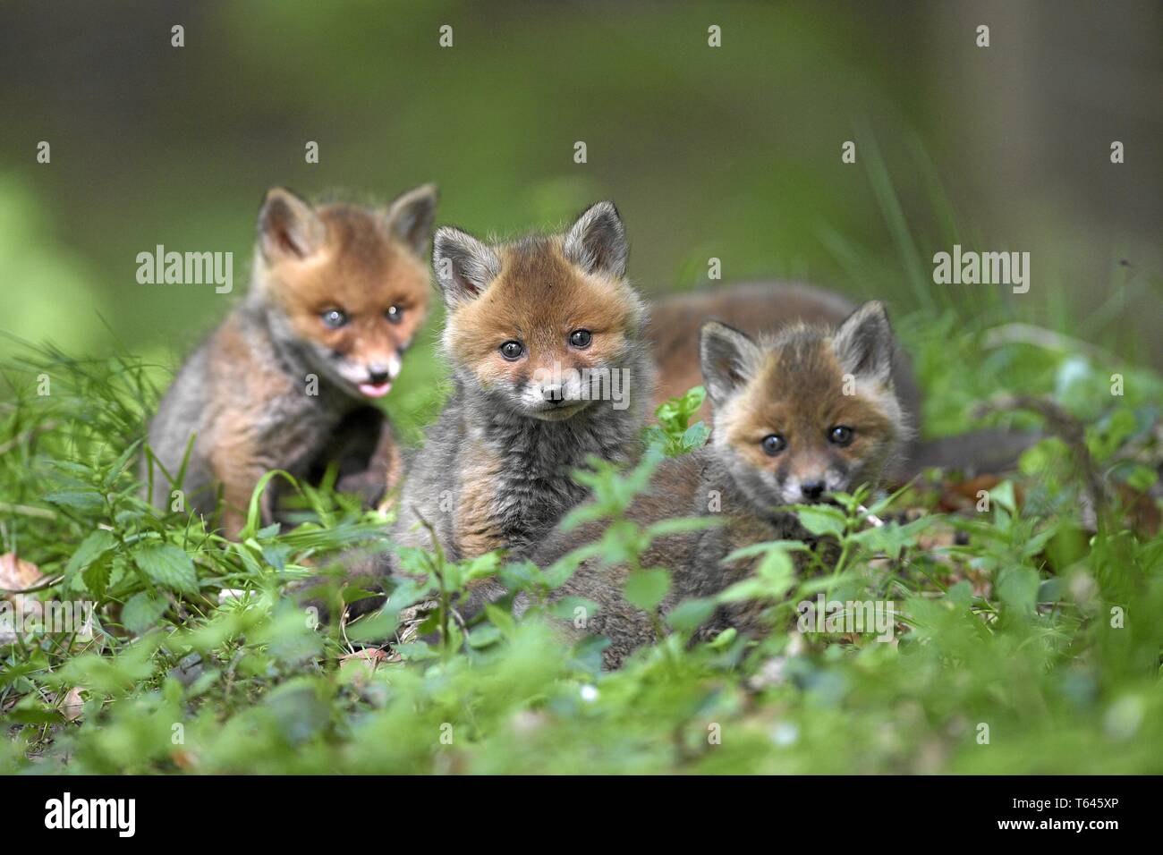 Fox pups hi-res stock photography and images - Alamy