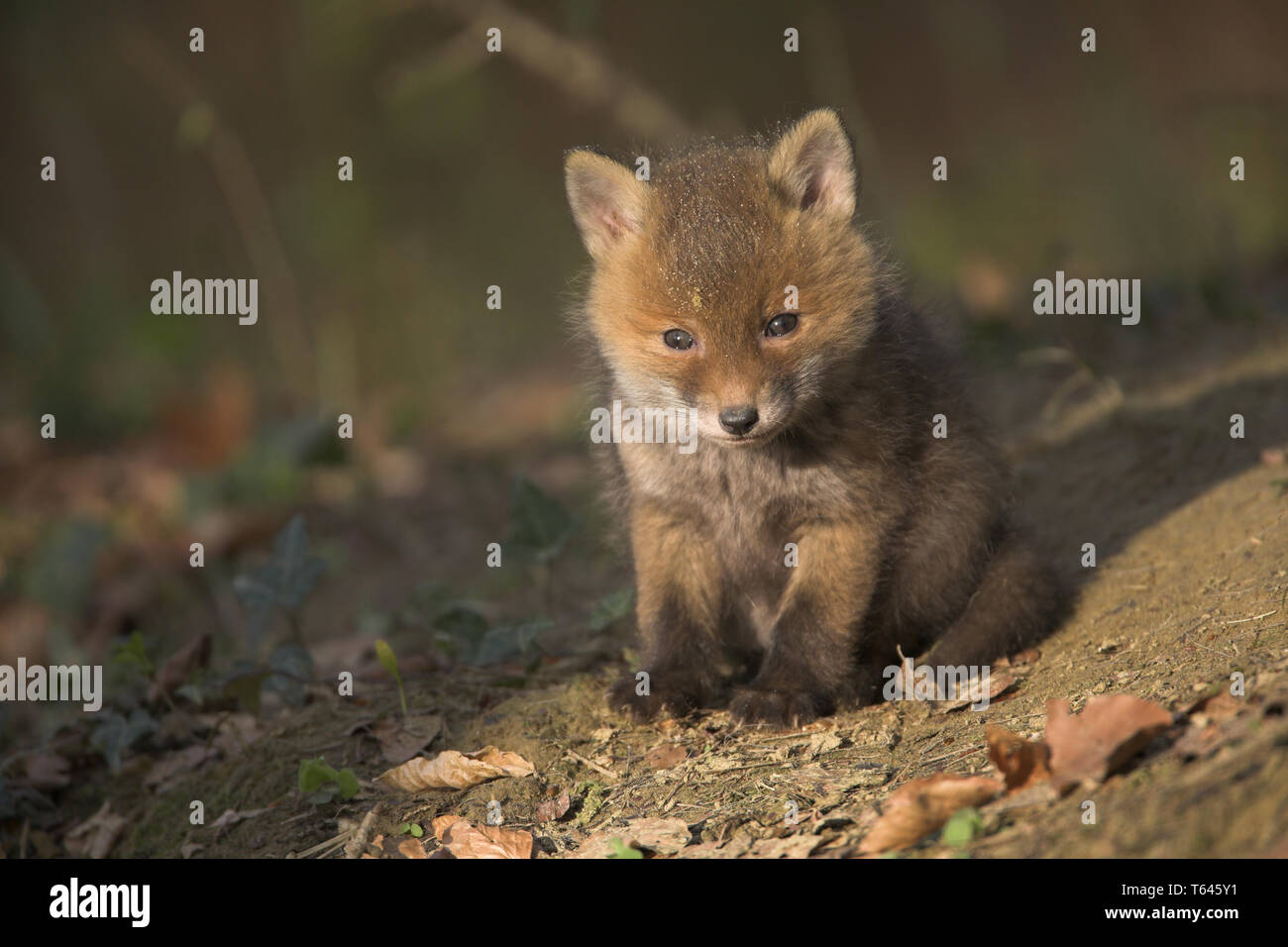 European Red Fox, Germany Stock Photo - Alamy
