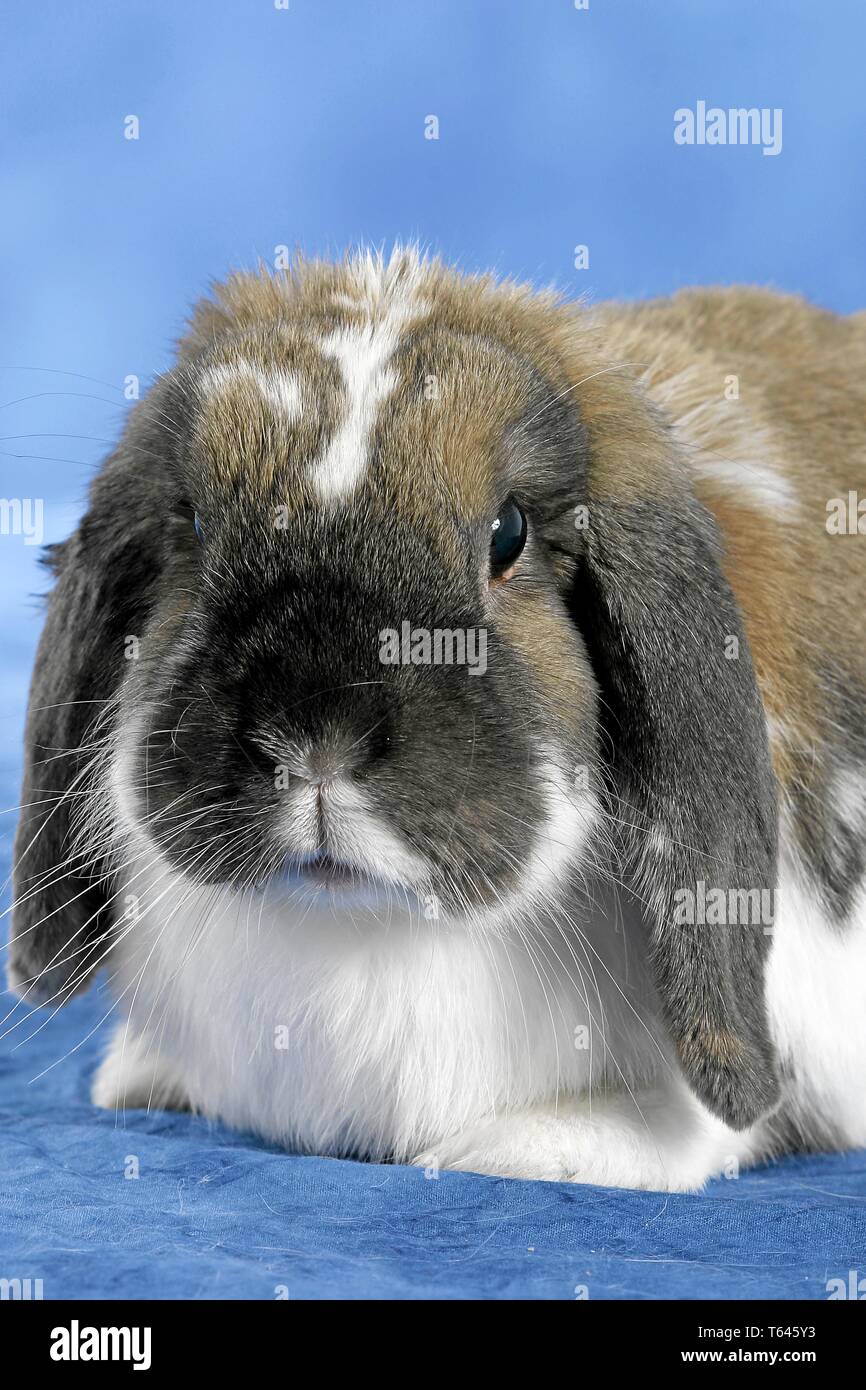 Minilop High Resolution Stock Photography and Images - Alamy