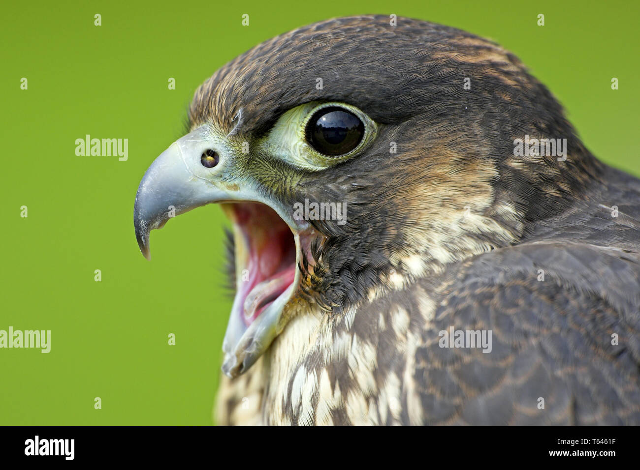 Peregrines falcon hi-res stock photography and images - Alamy
