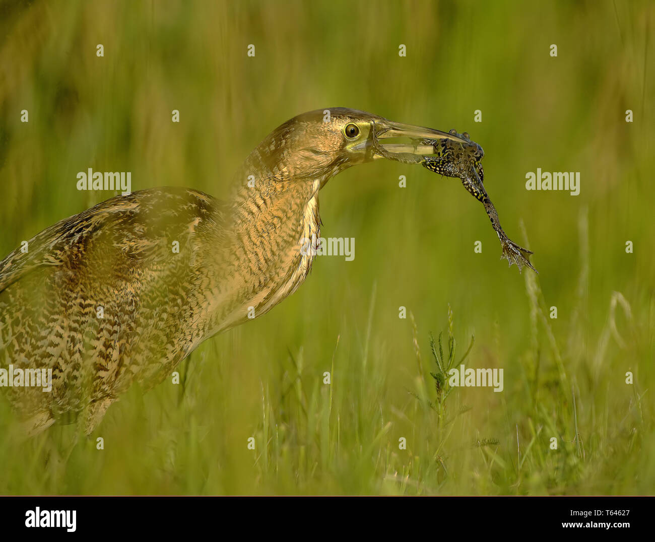 Common bittern, Botaurus stellaris Stock Photo - Alamy