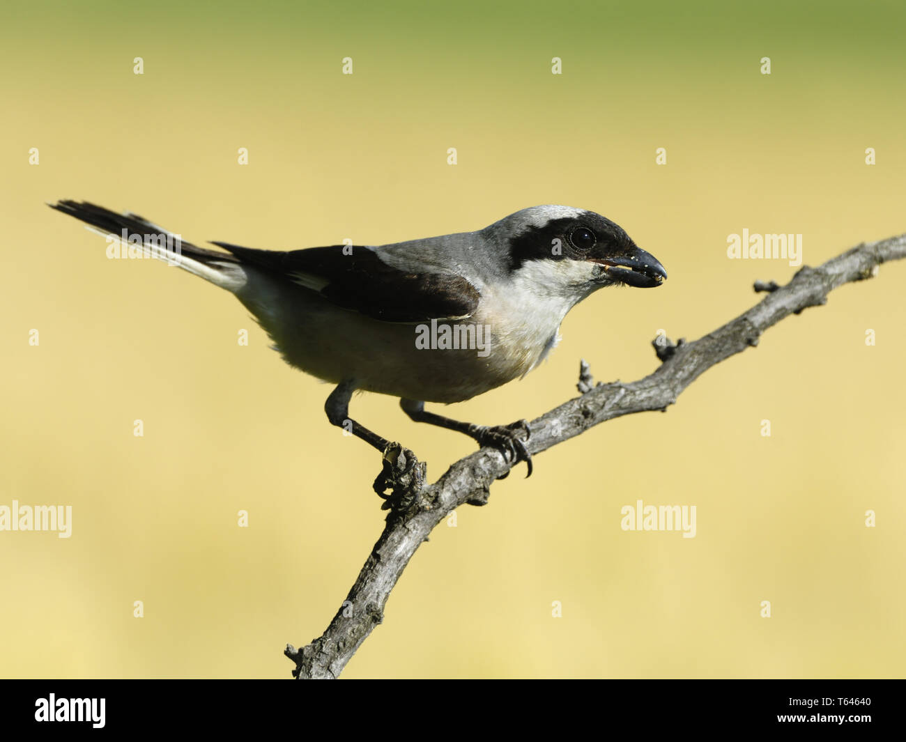 lesser grey shrike, Lanius minor, schwarzstirnwuerger Stock Photo - Alamy