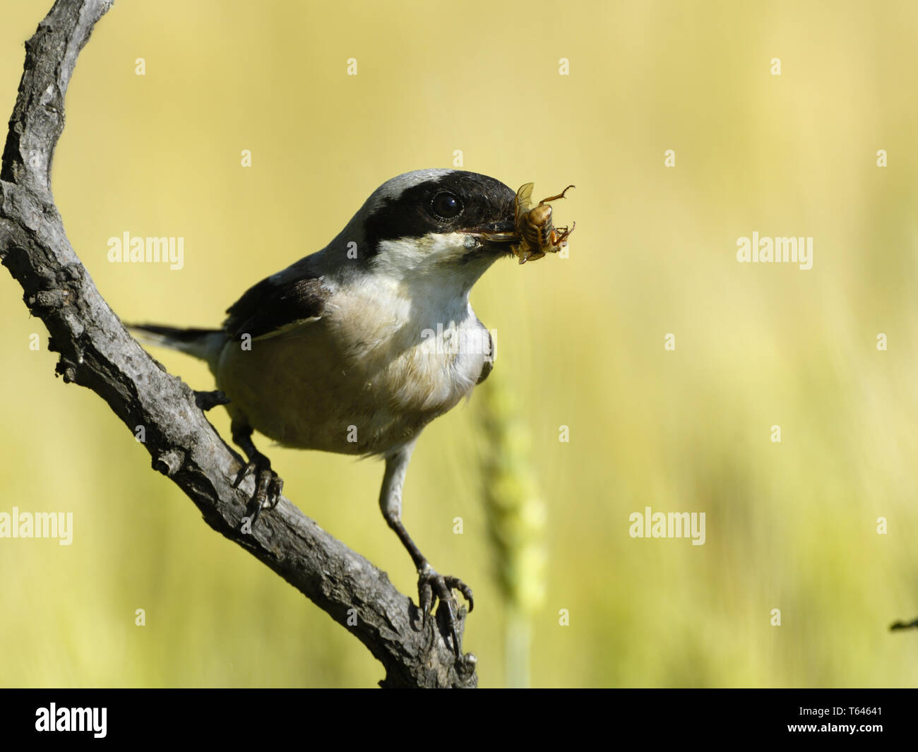 lesser grey shrike, Lanius minor, schwarzstirnwuerger Stock Photo - Alamy