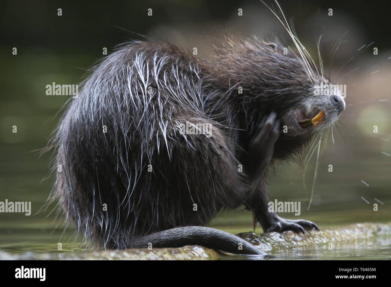 Rat teeth hi-res stock photography and images - Alamy