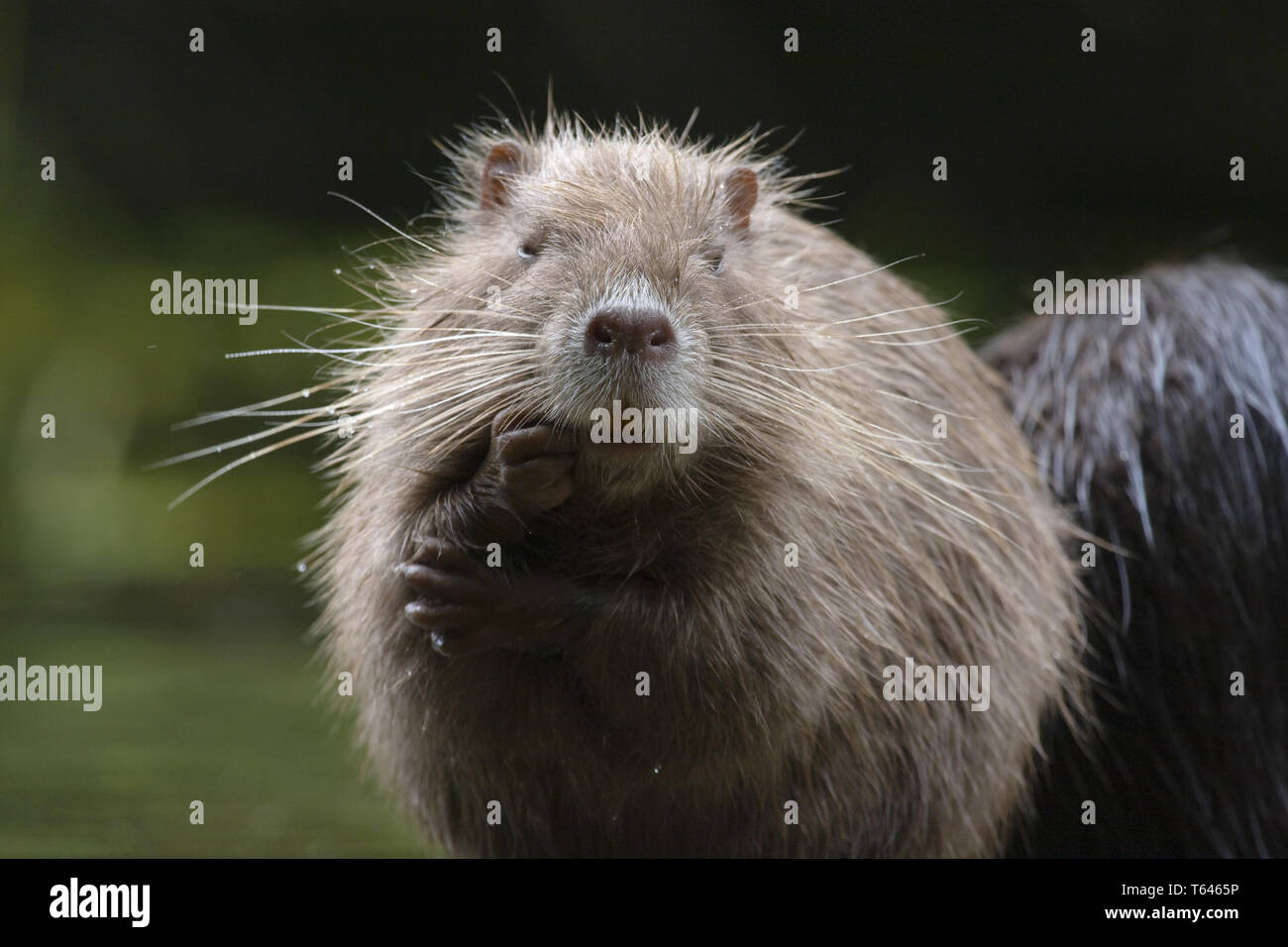 Nutria river rodent hi-res stock photography and images - Alamy