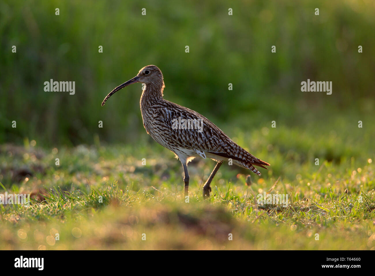 Eurasian curlew, Numenius arquata Stock Photo - Alamy