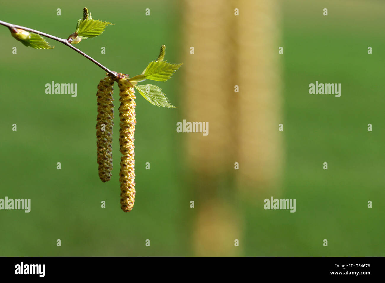 Birch pollen hi-res stock photography and images - Alamy