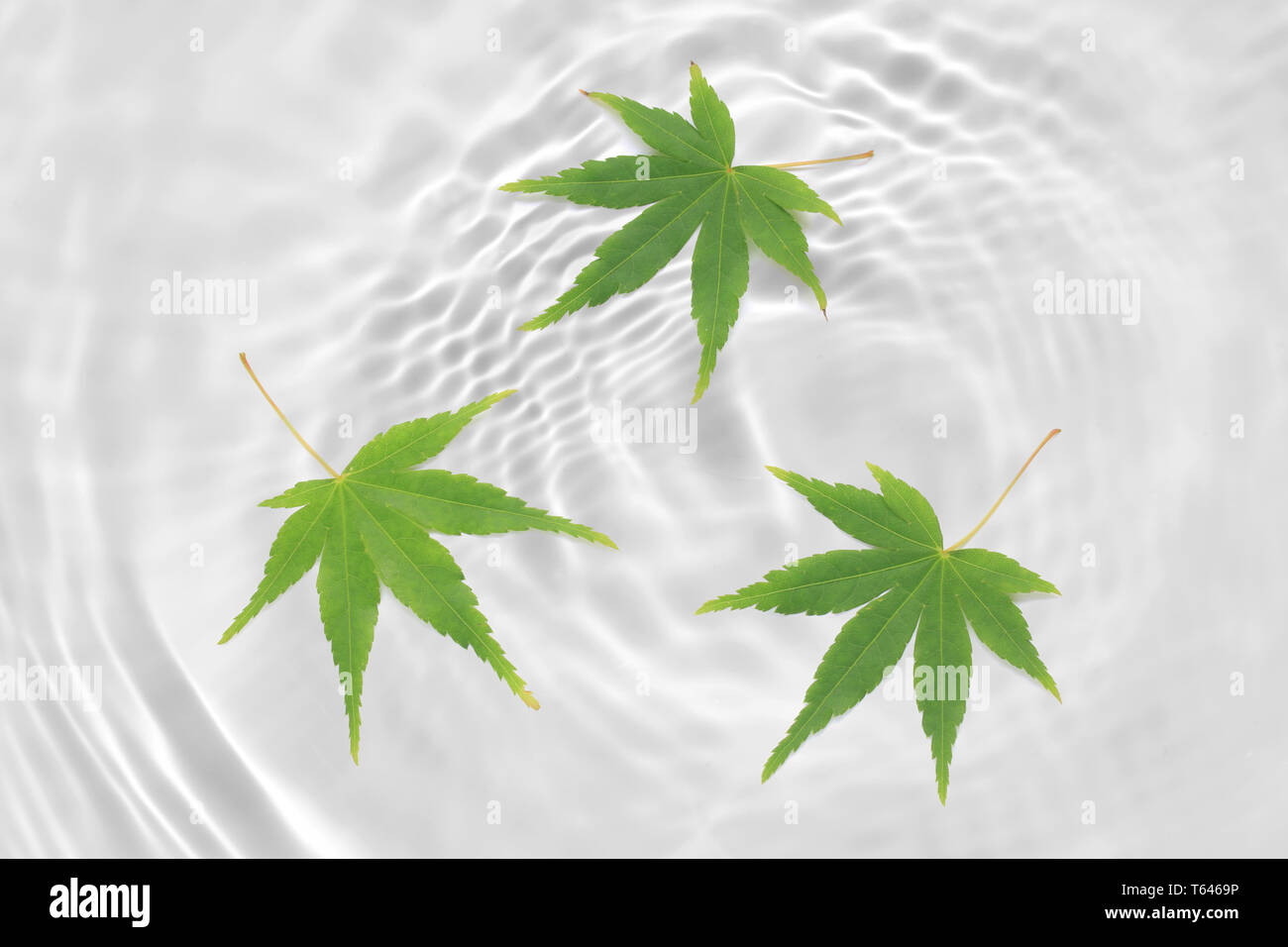 Green Japanese Maple White Background