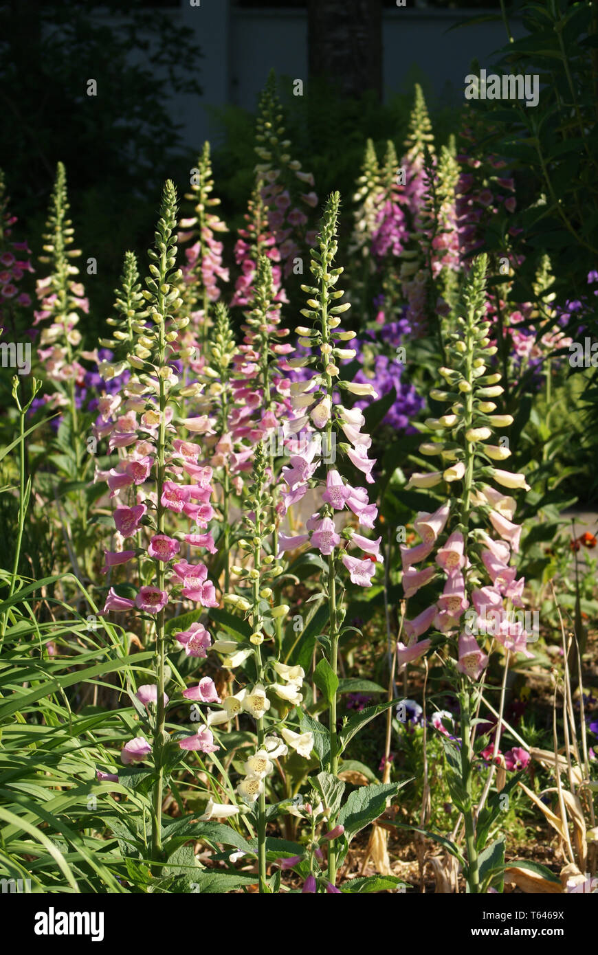 Red Foxgloves, Digitalis purpurea Stock Photo - Alamy