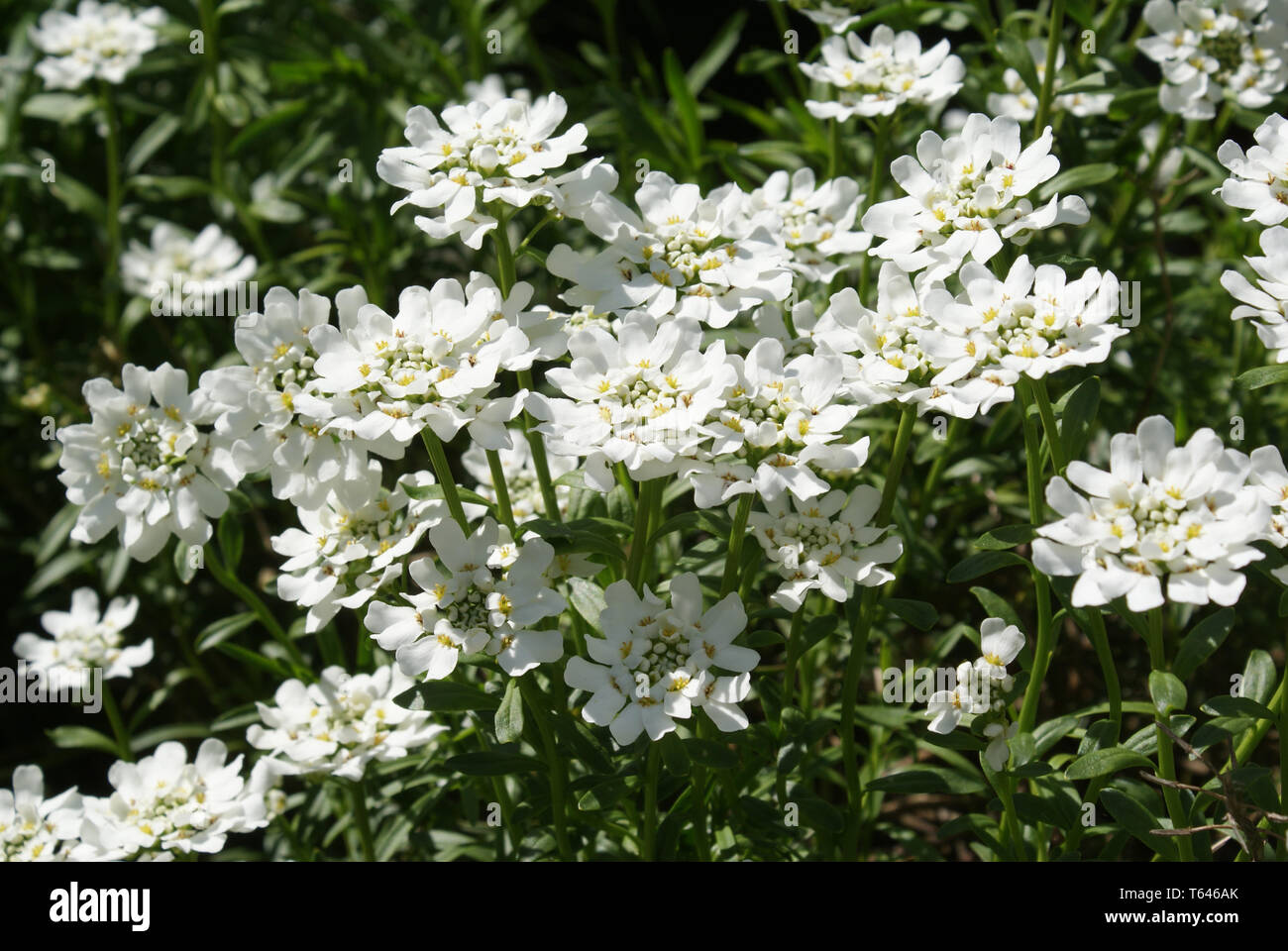 Candytuft, genus Iberis Stock Photo - Alamy