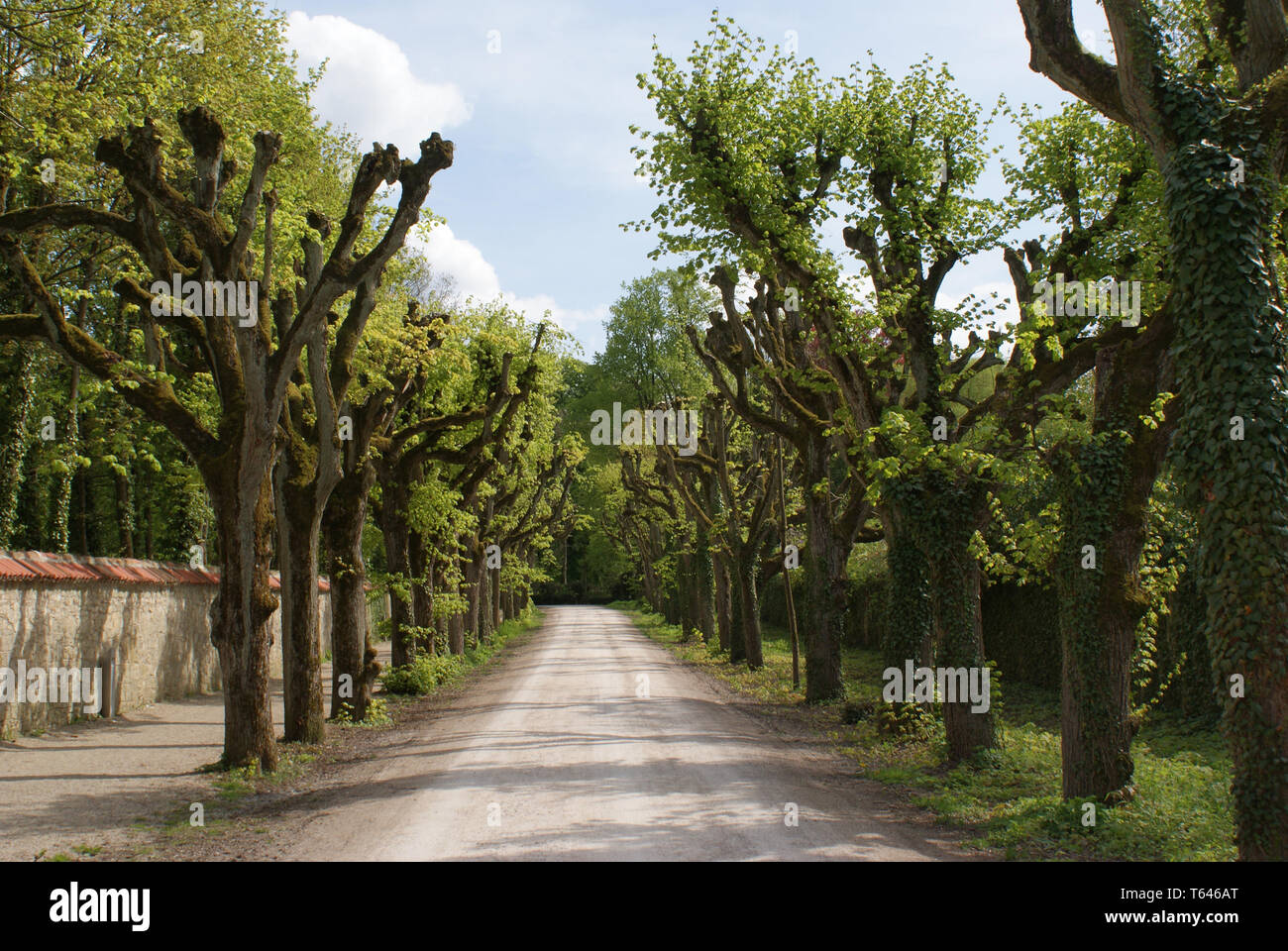 Pruning linden tree hi-res stock photography and images - Alamy