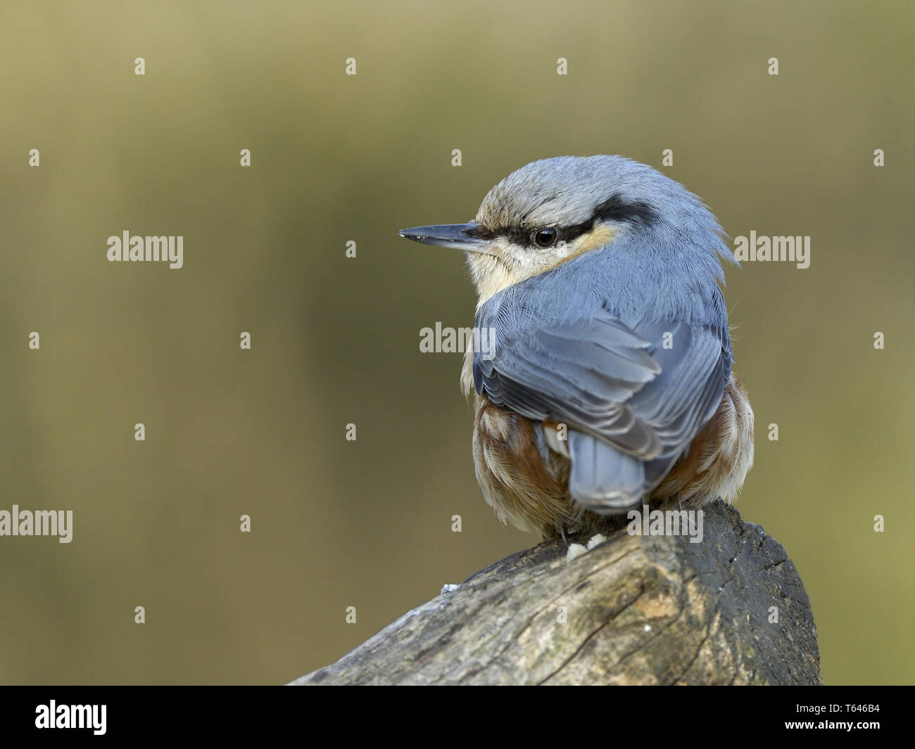 Eurasian nuthatches hi-res stock photography and images - Alamy