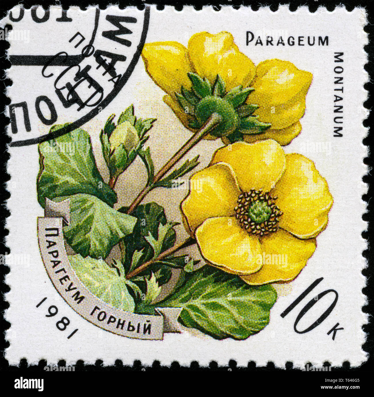 Postage stamp from the Soviet Union in the Flowers of the Carpathians ...
