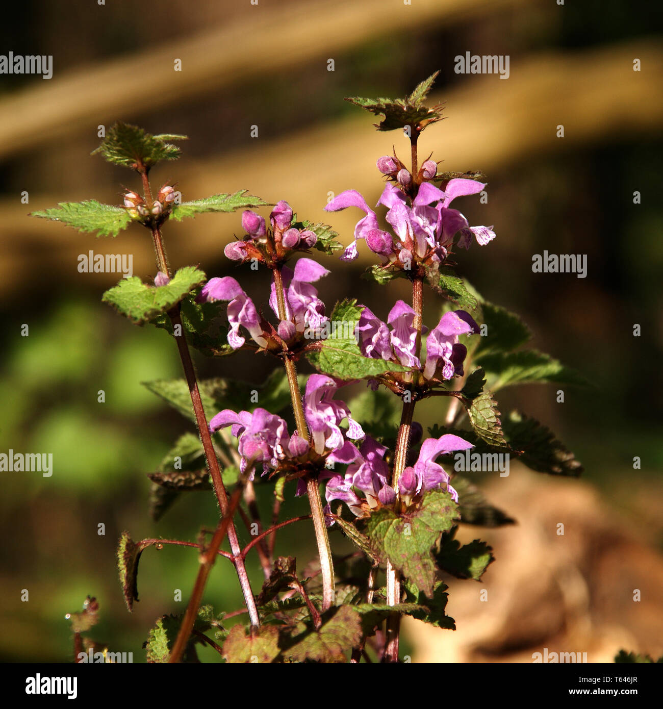 Dead-Nettle, genus Lamium, Germany Stock Photo - Alamy