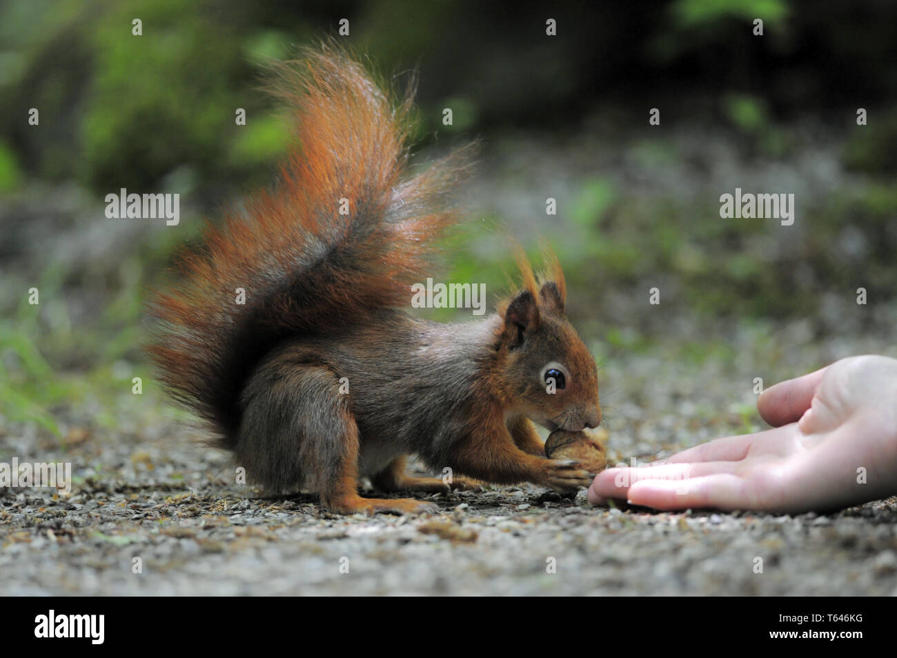 Red squirrel eurasian red squirrel hi-res stock photography and images ...