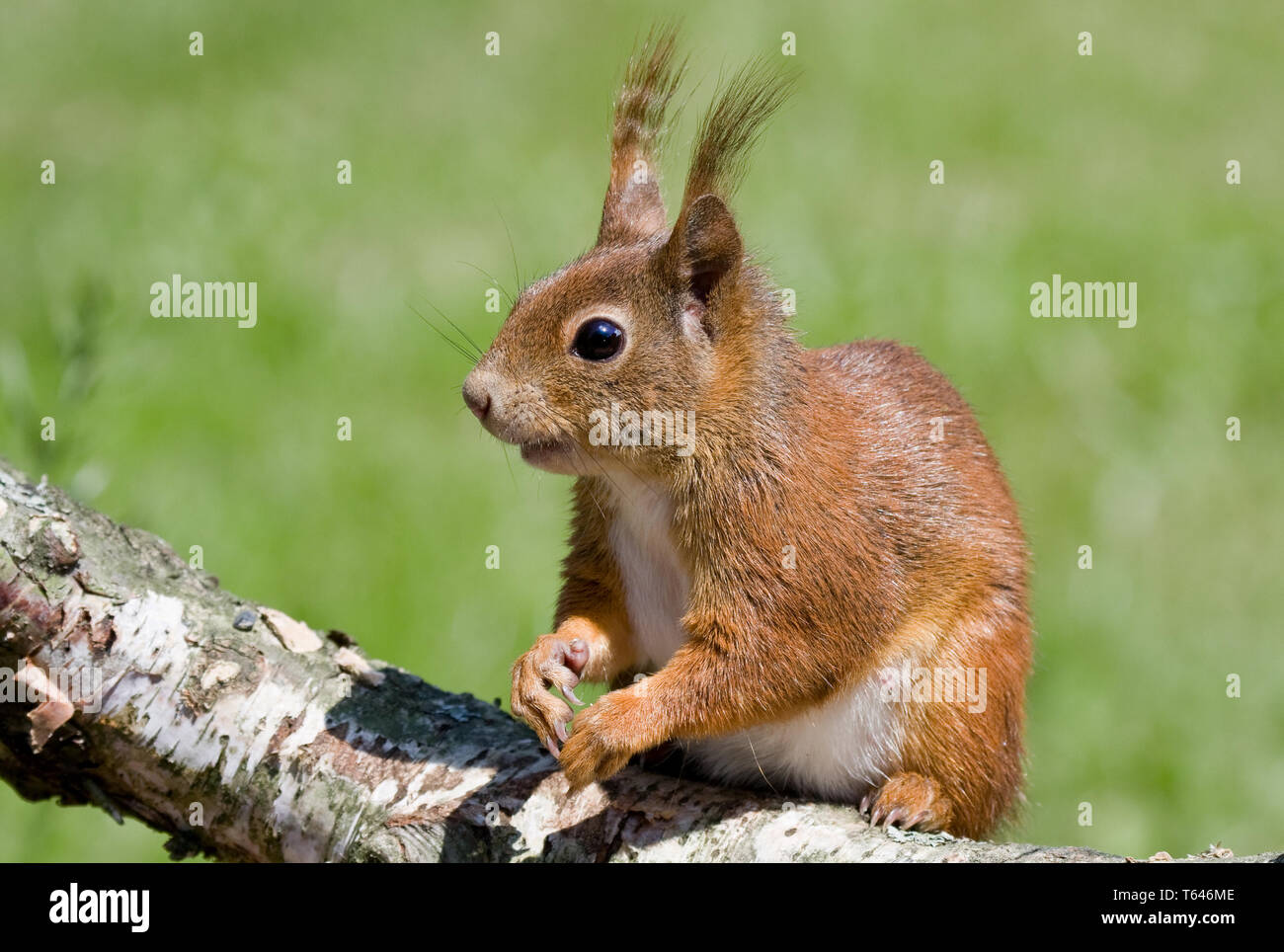 Eurasian red squirrel Stock Photo - Alamy