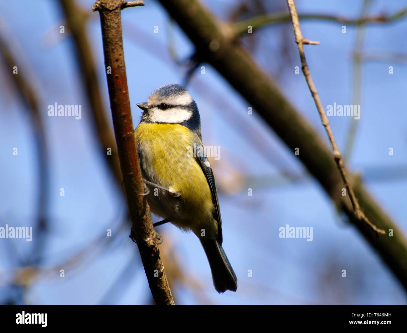 Cyanistes caeruleus hi-res stock photography and images - Alamy