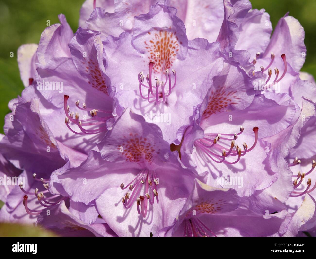 purple rhododendron flower Stock Photo - Alamy