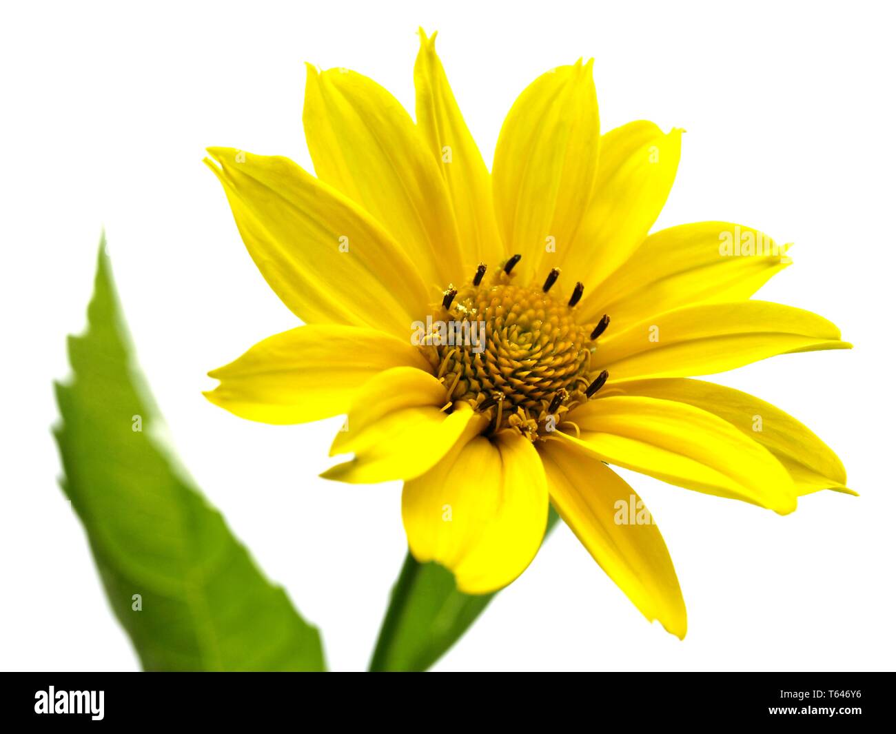 Big yellow flower hi-res stock photography and images - Alamy