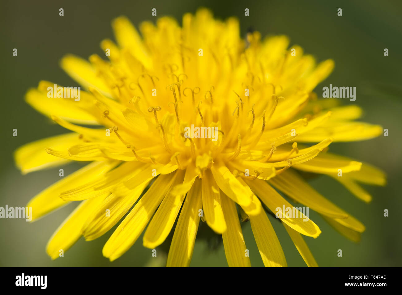 Dandelion, Taraxacum officinale, Germany, Europe Stock Photo - Alamy