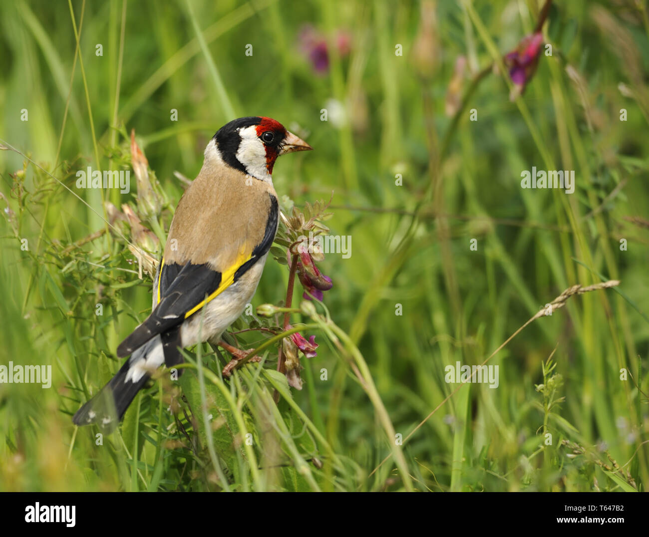 European Goldfinch, Carduelis Carduelis Stock Photo - Alamy