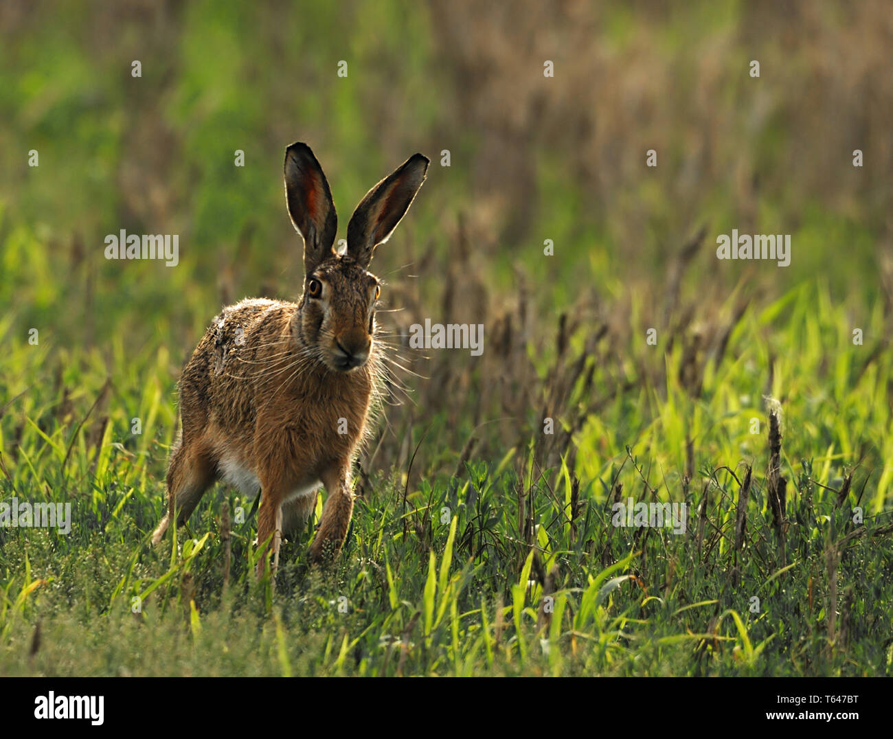 Frontal hare hi-res stock photography and images - Alamy