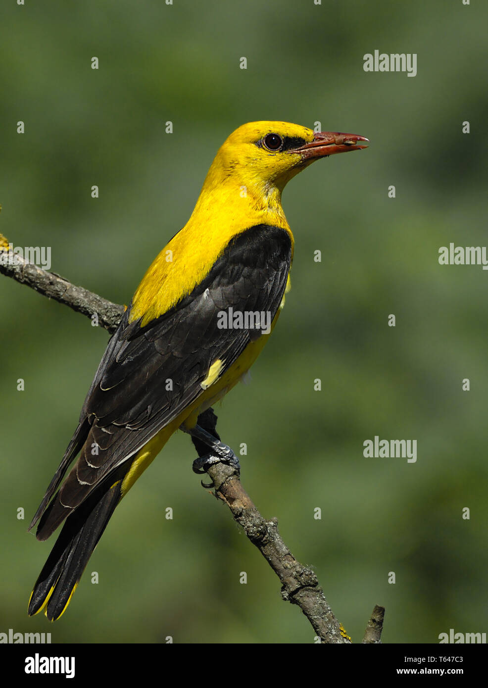 Eurasian golden oriole, Oriolus oriolus Stock Photo - Alamy