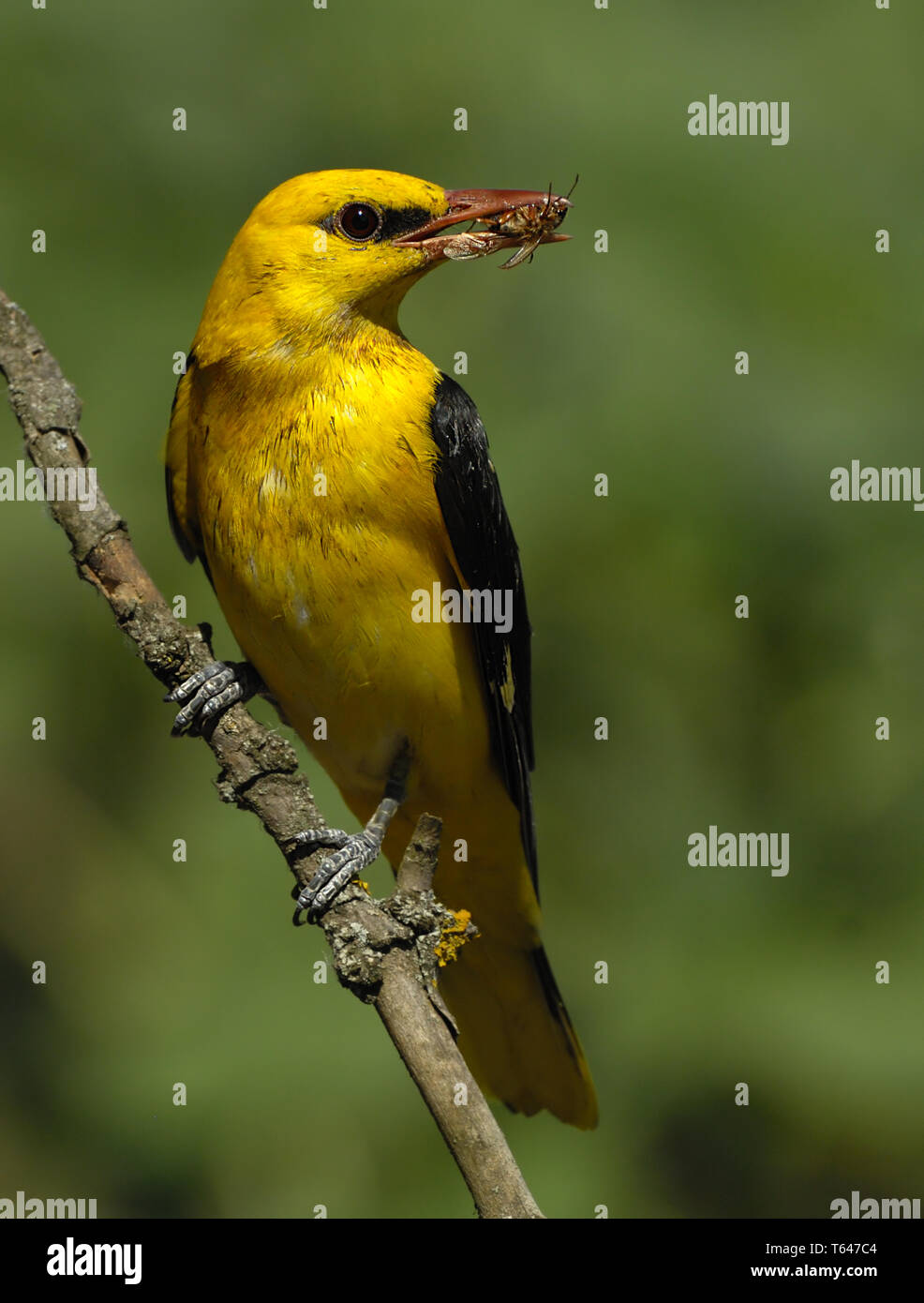 Eurasian golden oriole, Oriolus oriolus Stock Photo - Alamy