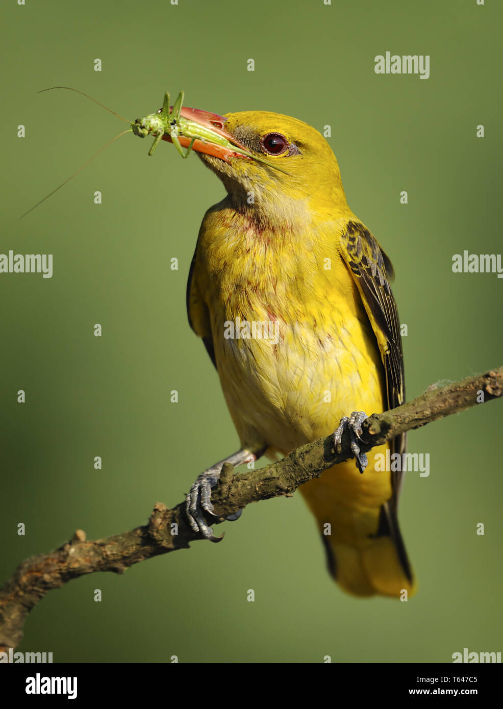Eurasian golden oriole, Oriolus oriolus Stock Photo - Alamy