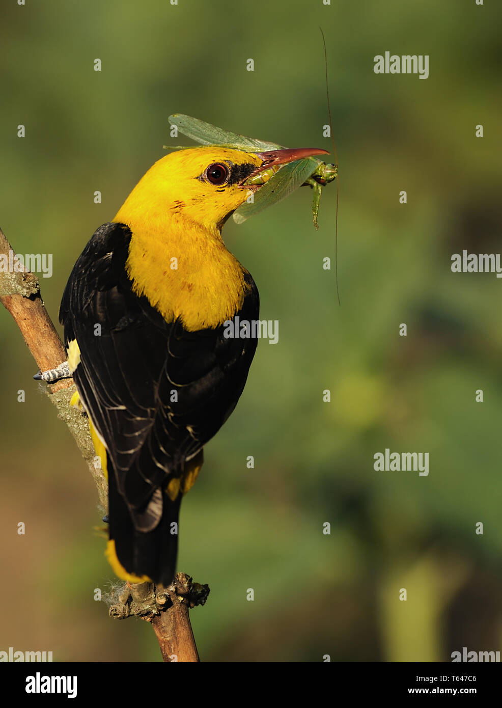 Eurasian golden oriole, Oriolus oriolus Stock Photo - Alamy