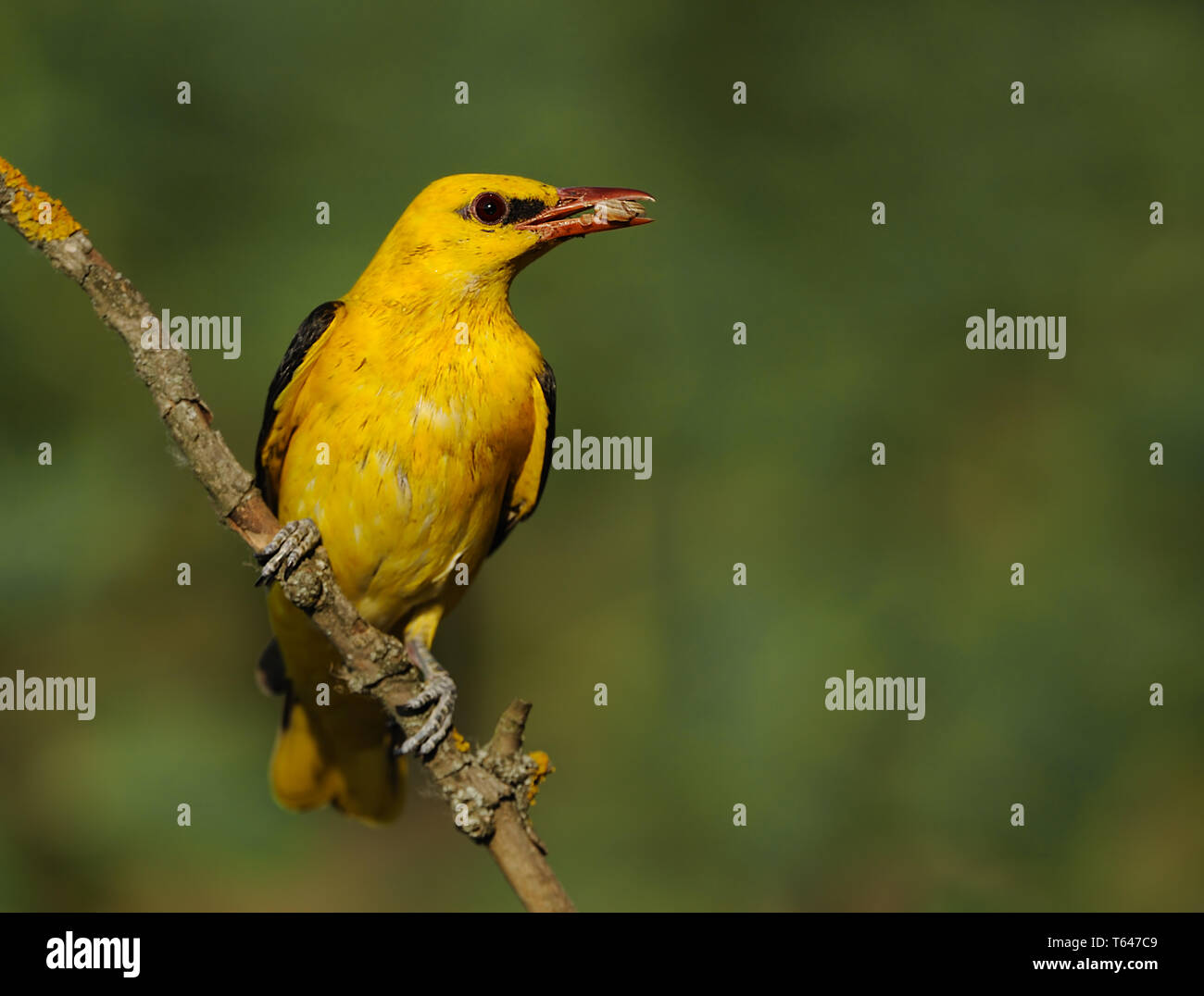 Eurasian golden oriole, Oriolus oriolus Stock Photo - Alamy