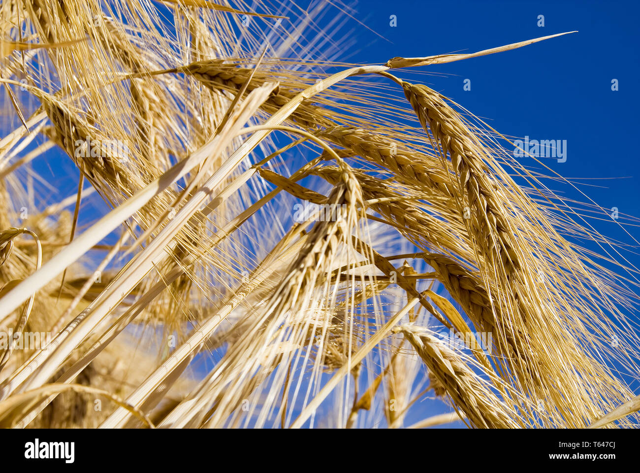 Barley, Hordeum vulgare Stock Photo - Alamy