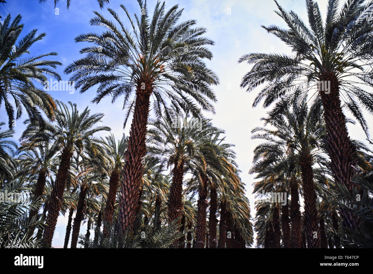 Dates fruit tree hi-res stock photography and images - Alamy