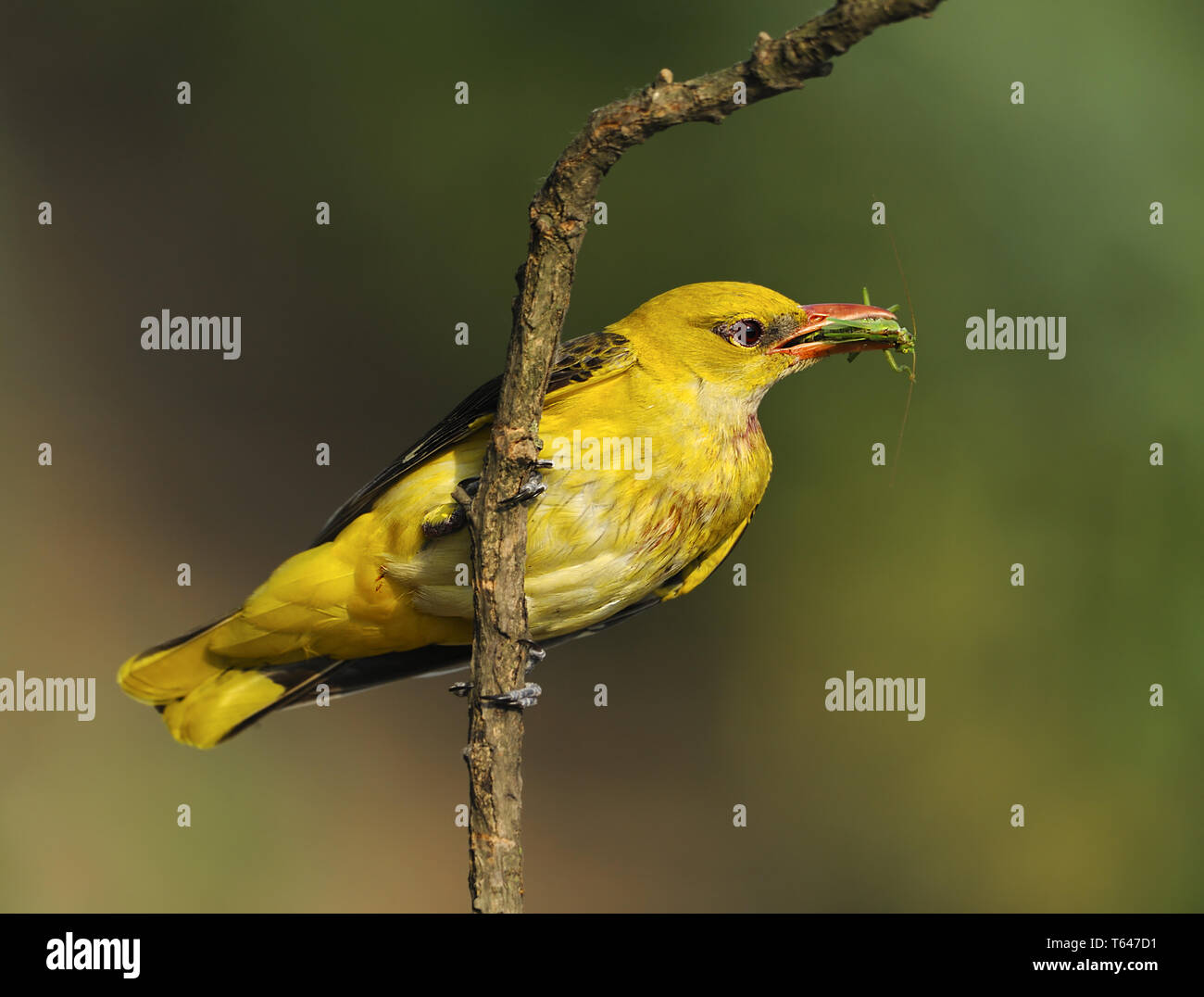 Eurasian golden oriole, Oriolus oriolus Stock Photo - Alamy