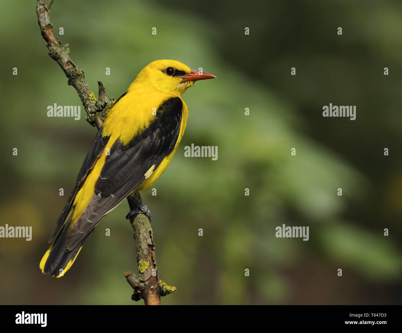 Eurasian golden oriole, Oriolus oriolus Stock Photo - Alamy