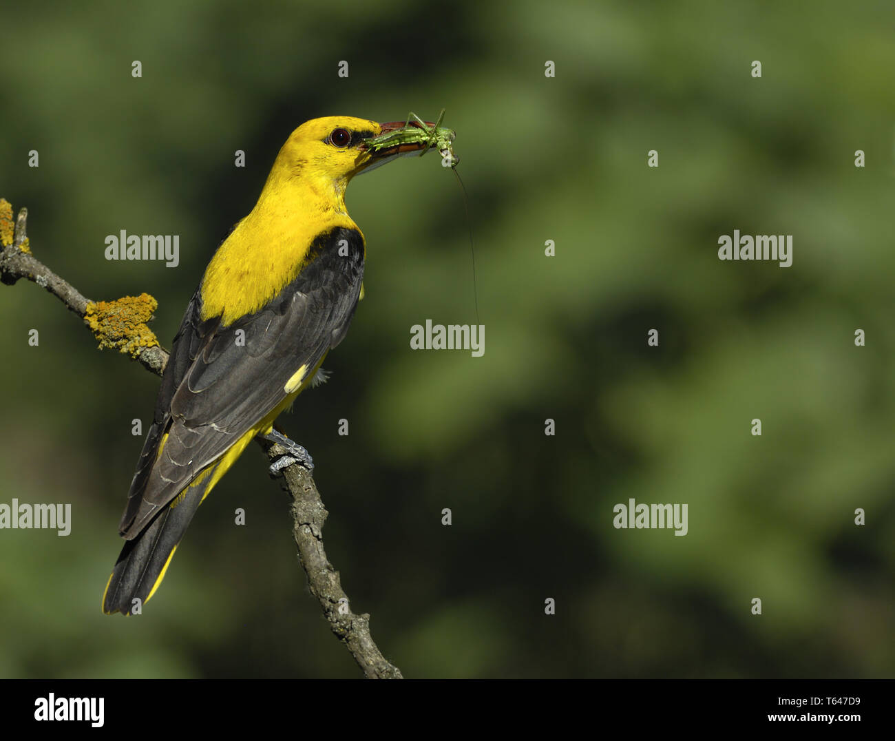 Eurasian golden oriole, Oriolus oriolus Stock Photo - Alamy