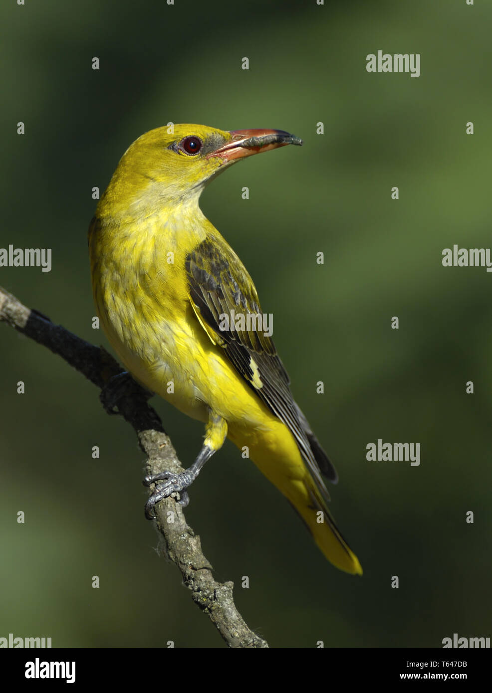 Eurasian golden oriole, Oriolus oriolus Stock Photo - Alamy