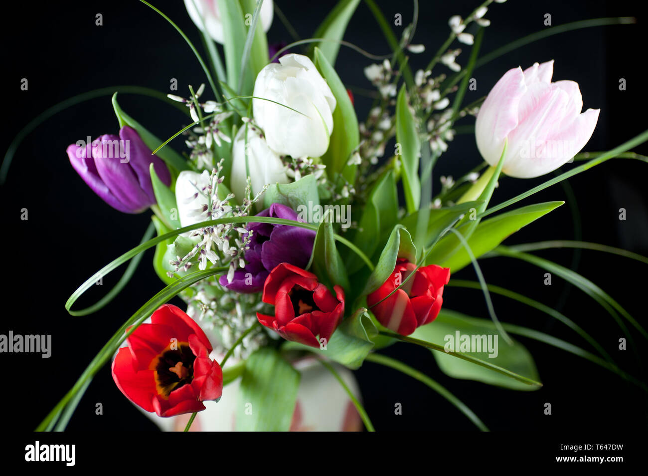 Tulip blooming season in the Netherlands, Europe Stock Photo - Alamy