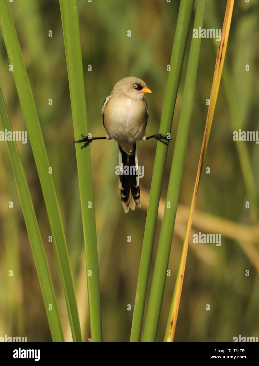 Bearded Reedling, Panurus biarmicus Stock Photo - Alamy