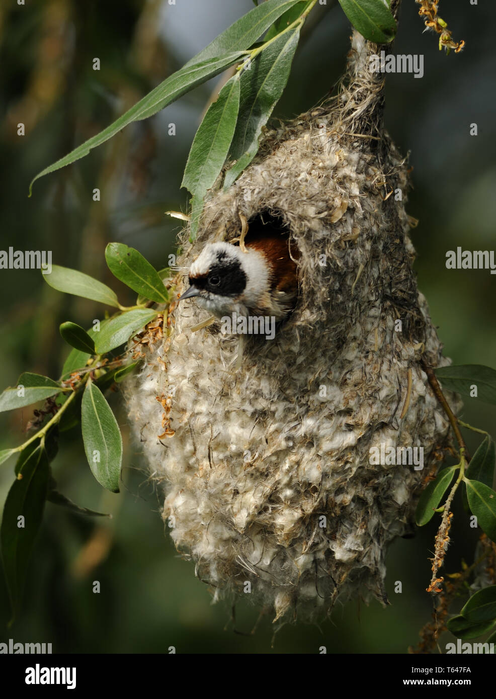 Eurasian penduline tit or European penduline tit, Remiz pendulinus ...