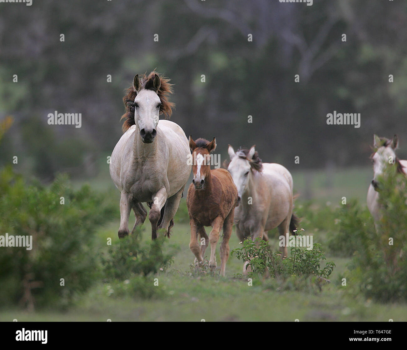 Brumby woods hi-res stock photography and images - Alamy