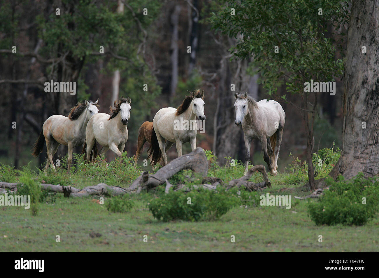 Brumby woods hi-res stock photography and images - Alamy