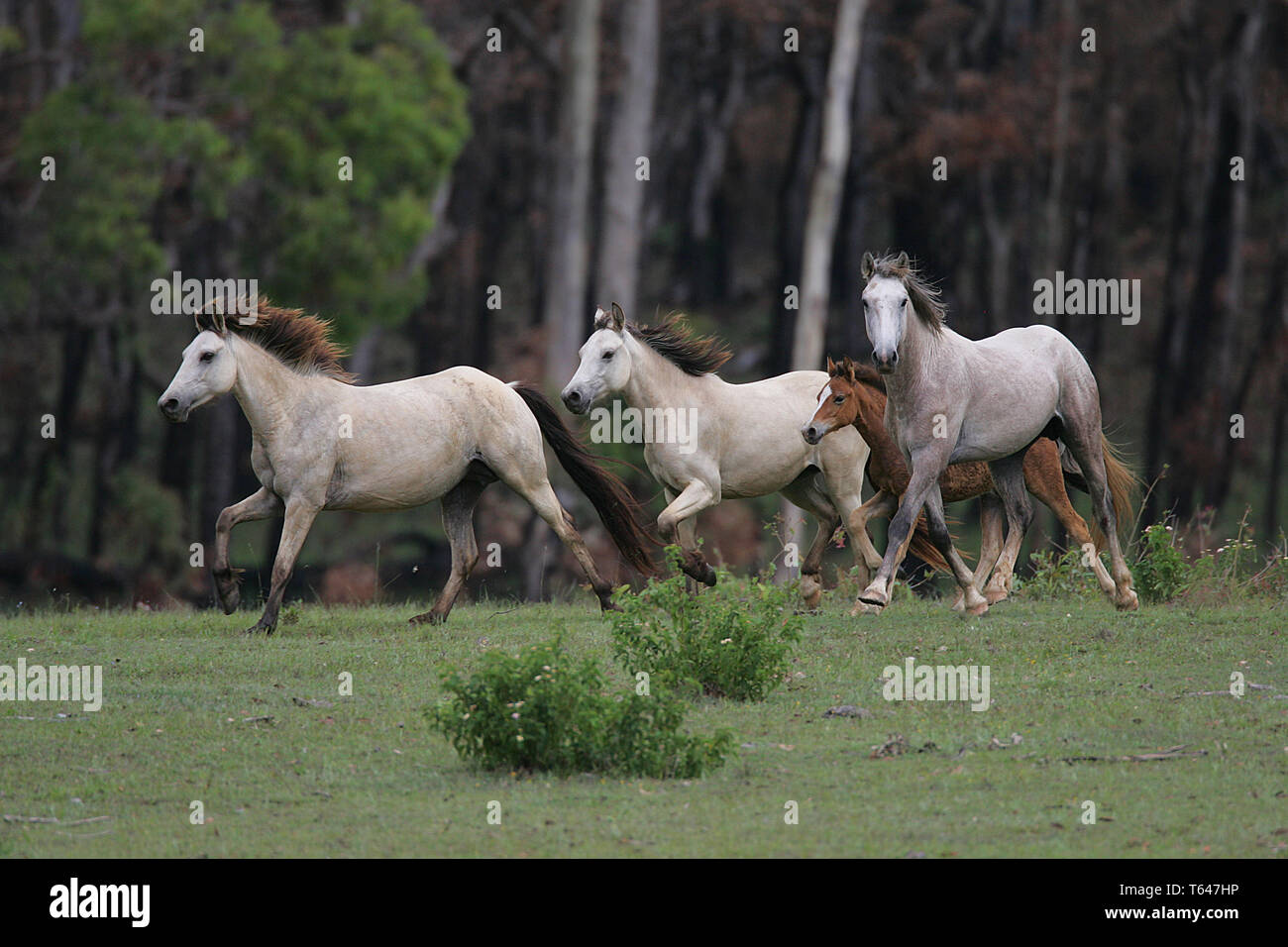 Brumby woods hi-res stock photography and images - Alamy