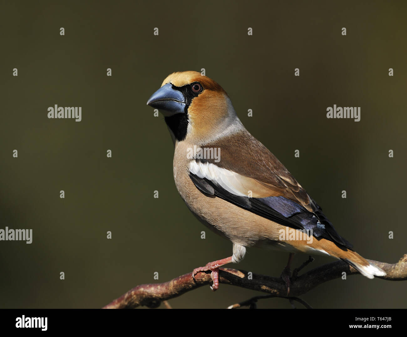 Huettlingen High Resolution Stock Photography and Images - Alamy
