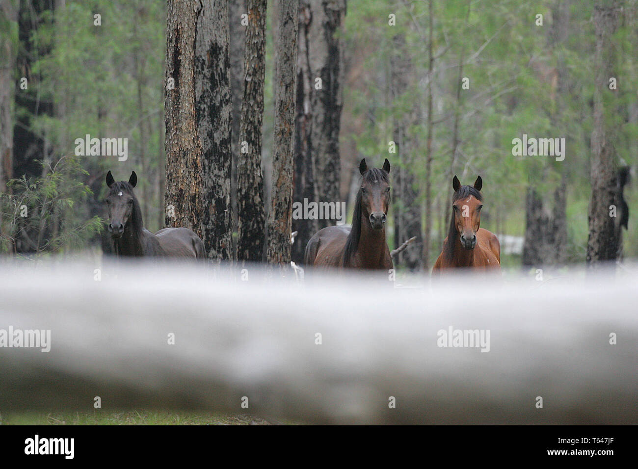 Brumby woods hi-res stock photography and images - Alamy